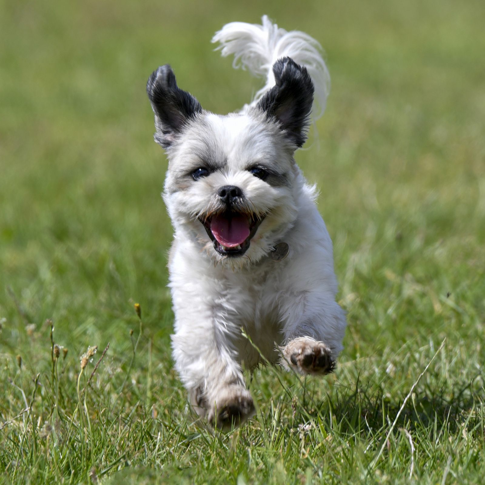 Hormonchip Hund: Infos vom Tierarzt | dogondo.de